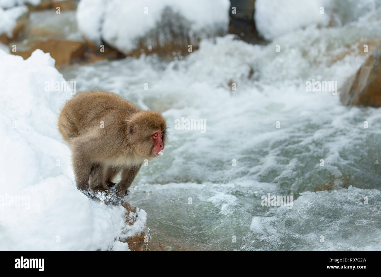 Japanese macaque jumping. The Japanese macaque ( Scientific name ...