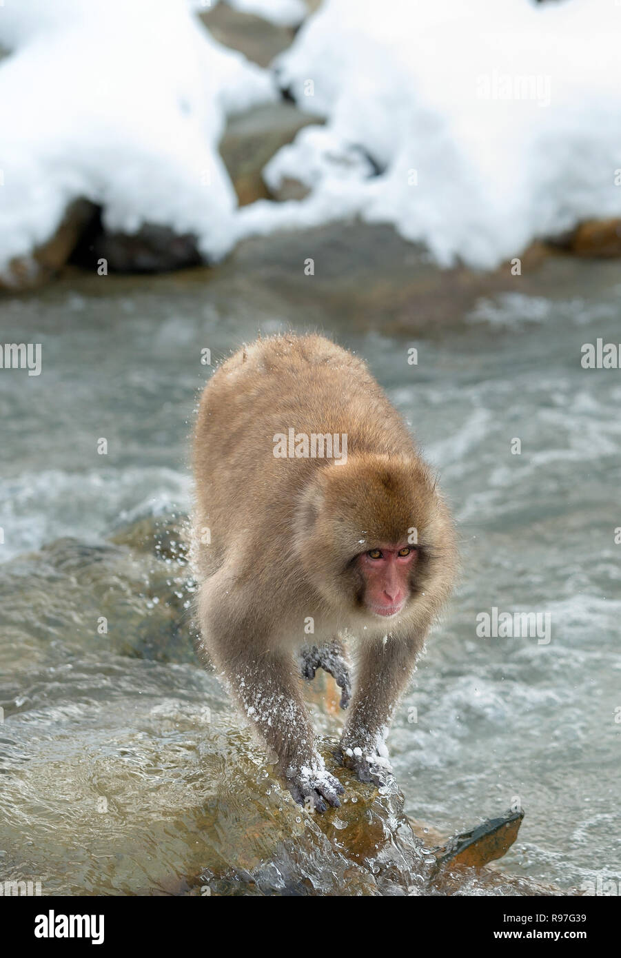 Japanese macaque jumping. The Japanese macaque ( Scientific name ...