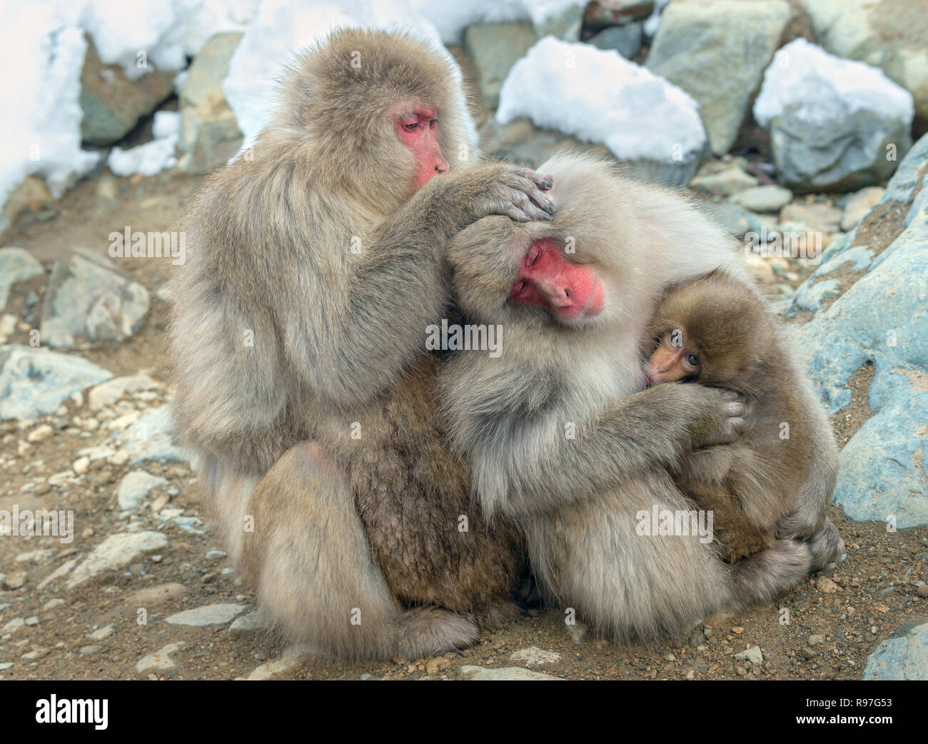 Family of Japanese macaques. Close up group portrait. The Japanese ...