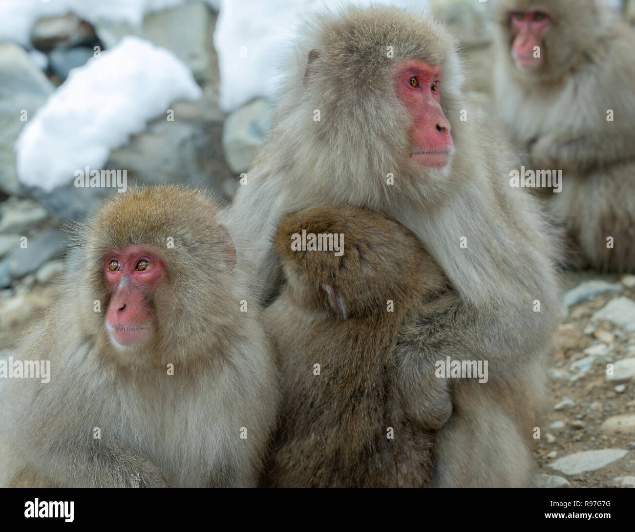 Family of Japanese macaques. Close up group portrait. The Japanese ...