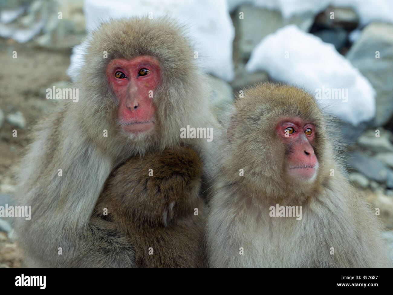 Family of Japanese macaques. Close up group portrait. The Japanese ...