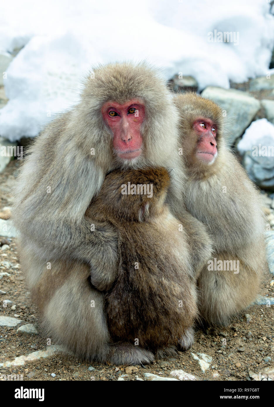 Family of Japanese macaques. Close up group portrait. The Japanese ...