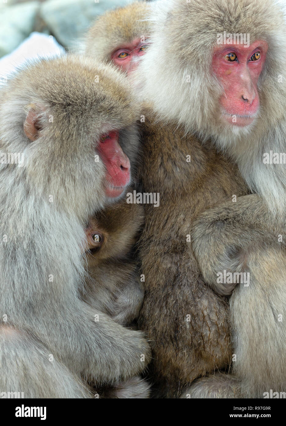 Family of Japanese macaques. Close up group portrait. The Japanese ...