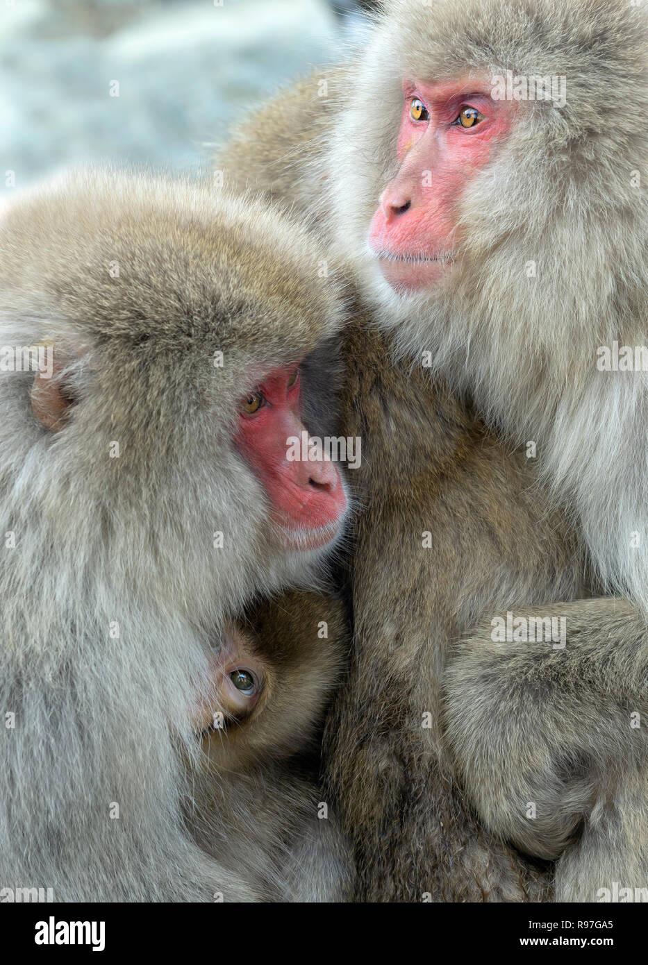 Family of Japanese macaques. Close up group portrait. The Japanese ...