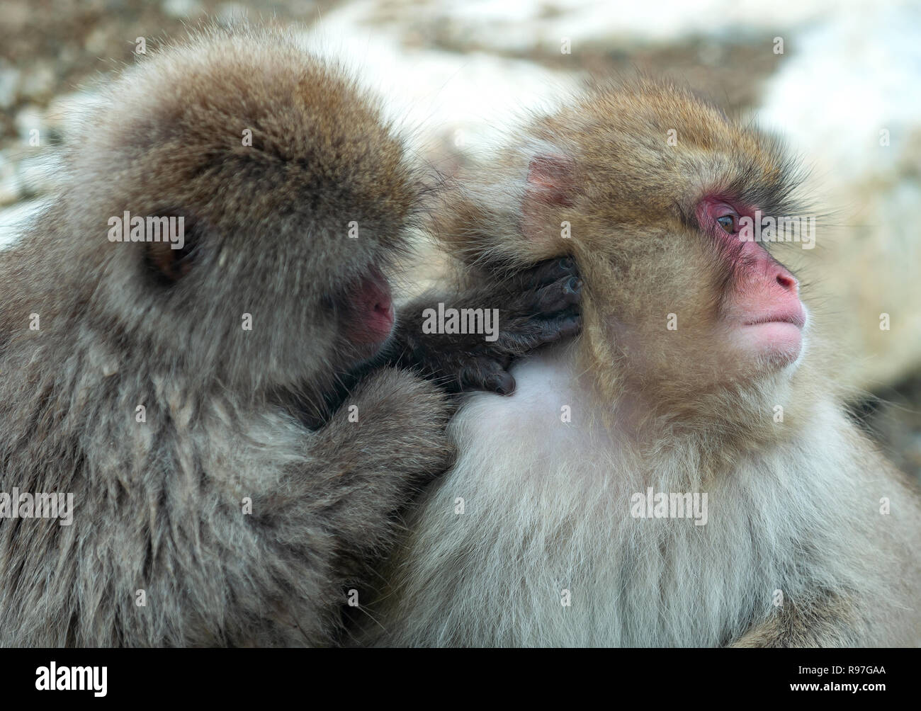 Japanese macaques is grooming, checking for fleas and ticks. Scientific ...