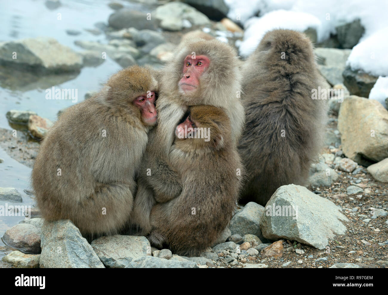 Japanese macaques Family. The Japanese macaque ( Scientific name ...