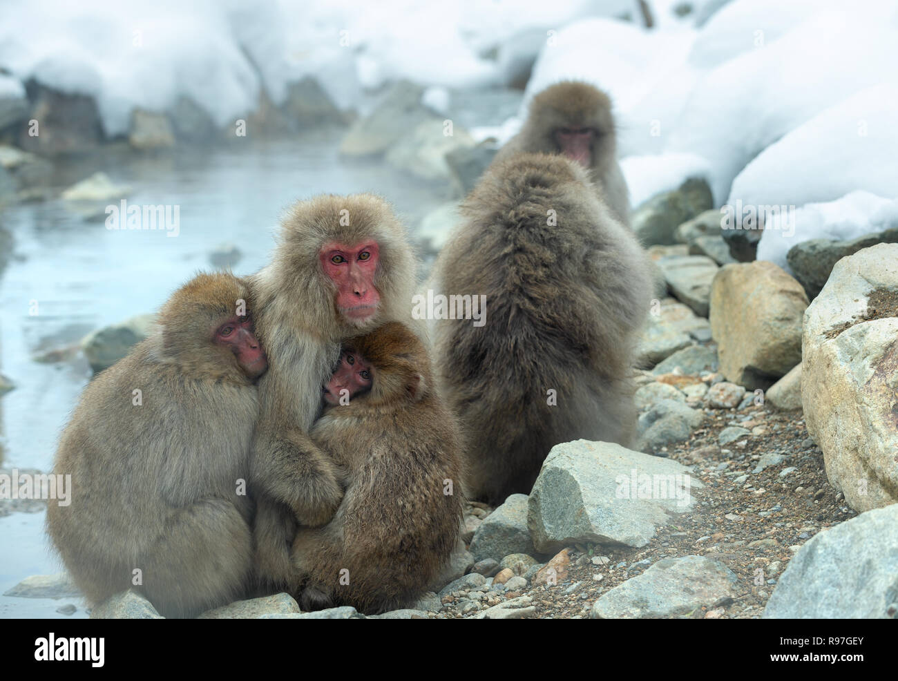 Japanese macaques Family. The Japanese macaque ( Scientific name ...