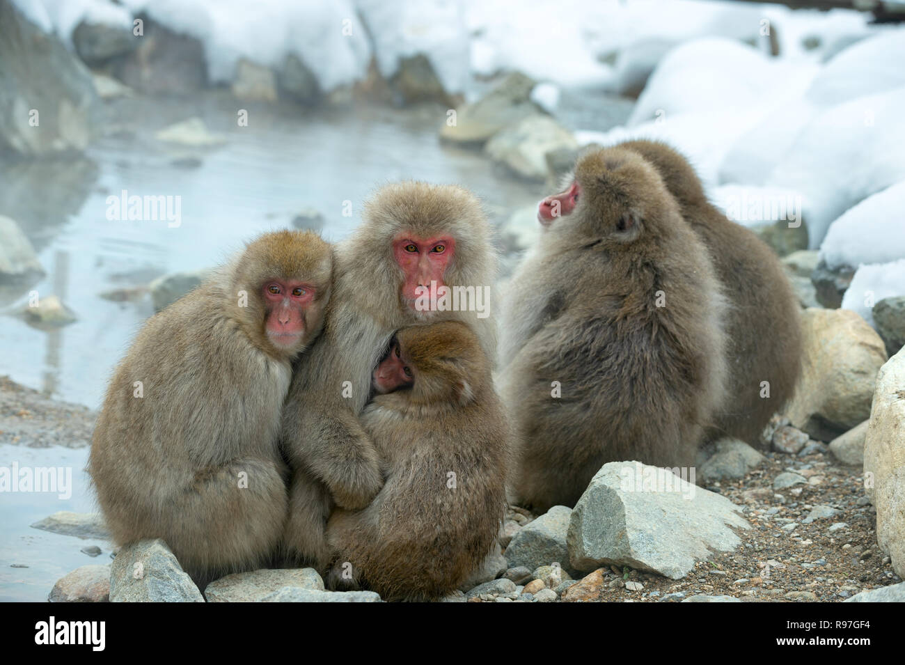 Japanese macaques Family. The Japanese macaque ( Scientific name ...