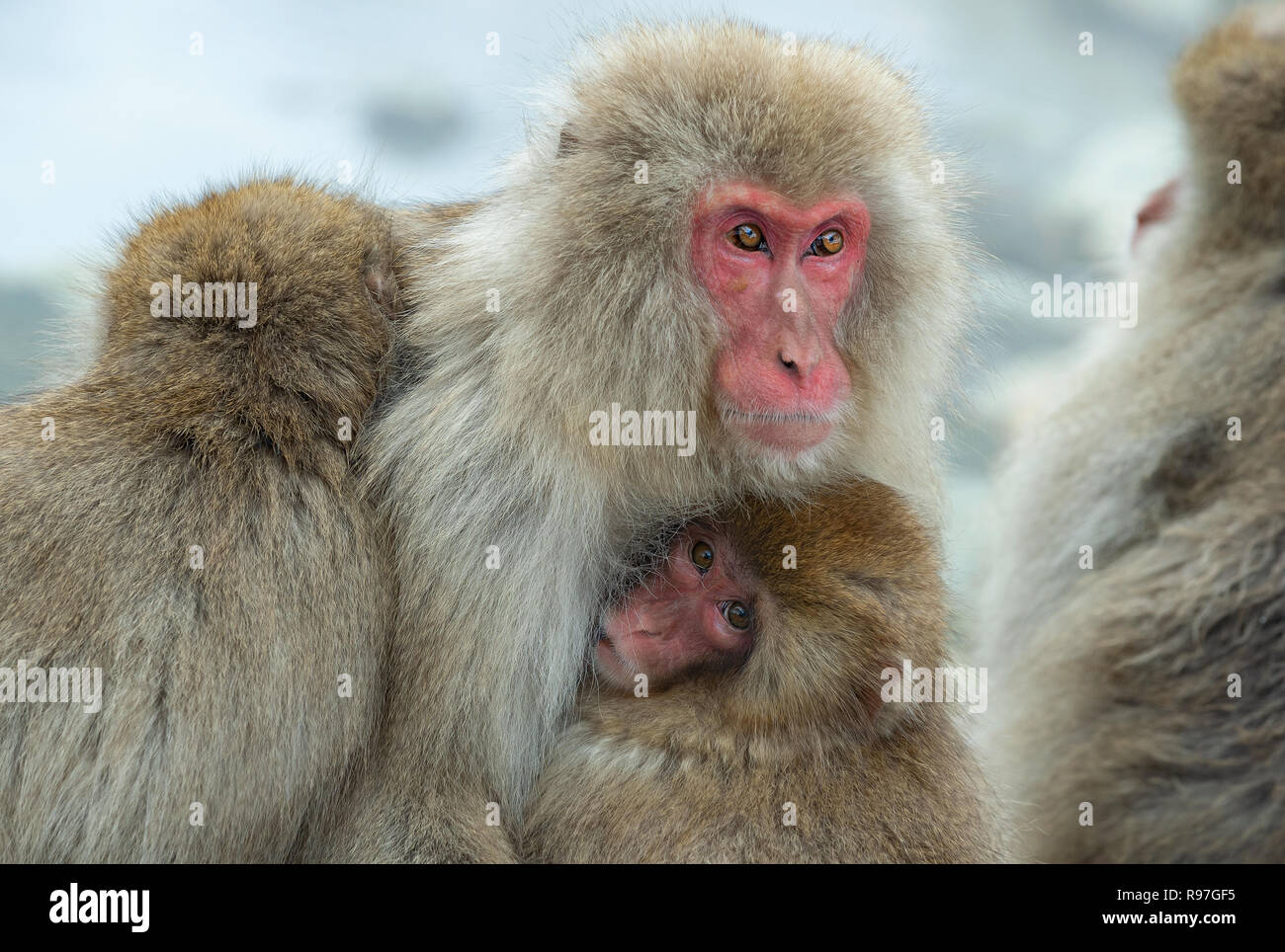 Snow monkey. The Japanese macaque ( Scientific name: Macaca fuscata ...