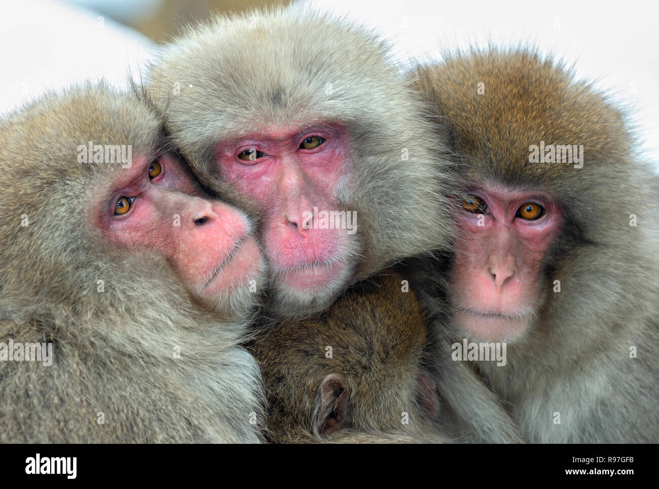 Japanese macaques. Close up group portrait. The Japanese macaque ...