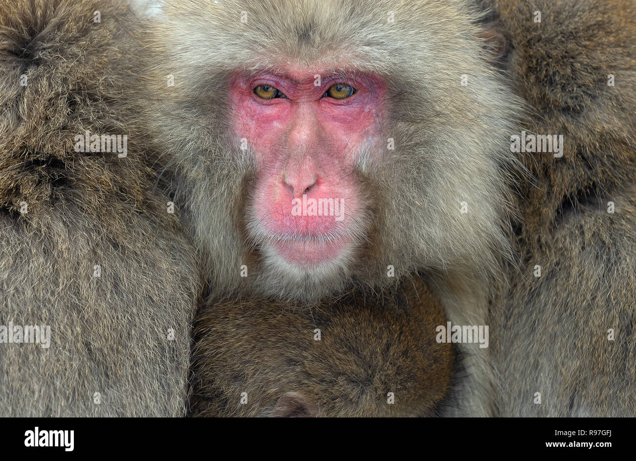 Japanese macaque.Close up portrait. The Japanese macaque ( Scientific ...
