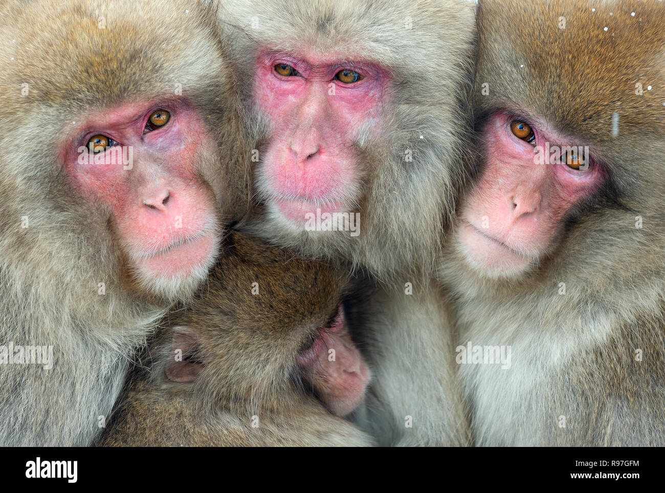Japanese macaques. Close up group portrait. The Japanese macaque ( Scientific name: Macaca ...
