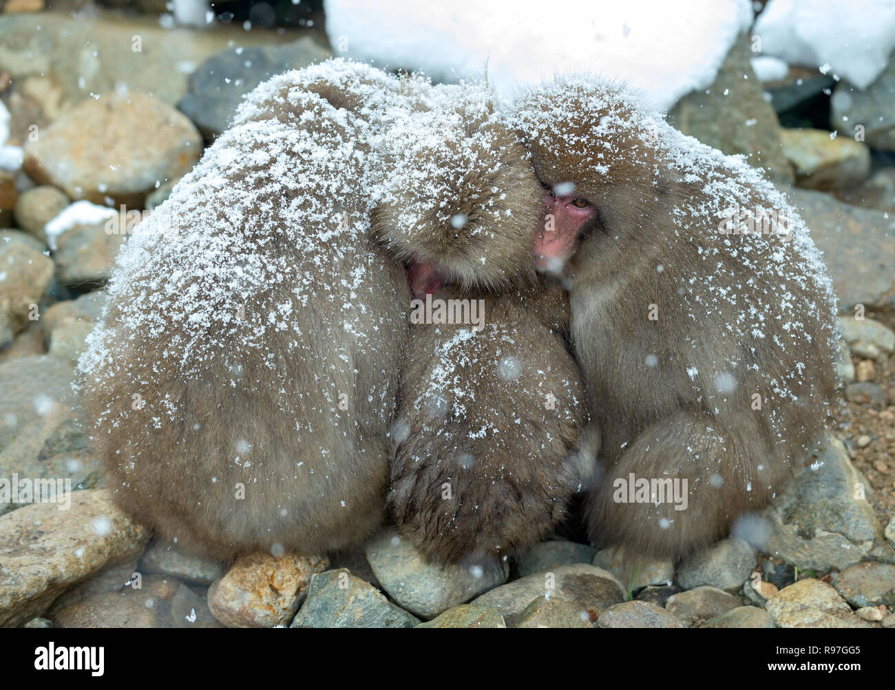 Japanese macaques Family at snowfall. The Japanese macaque ( Scientific ...