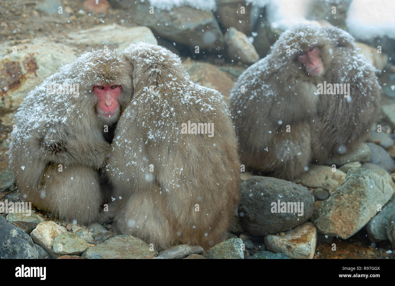 Japanese macaques Family at snowfall. The Japanese macaque ( Scientific ...
