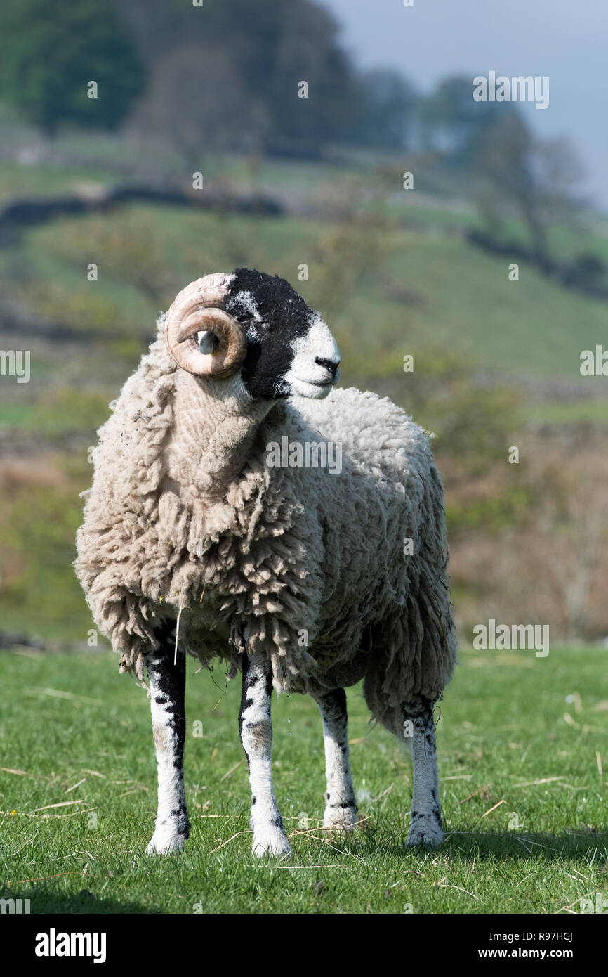 Swaledale ram in full wool, stood proud in pasture. North Yorkshire, UK ...