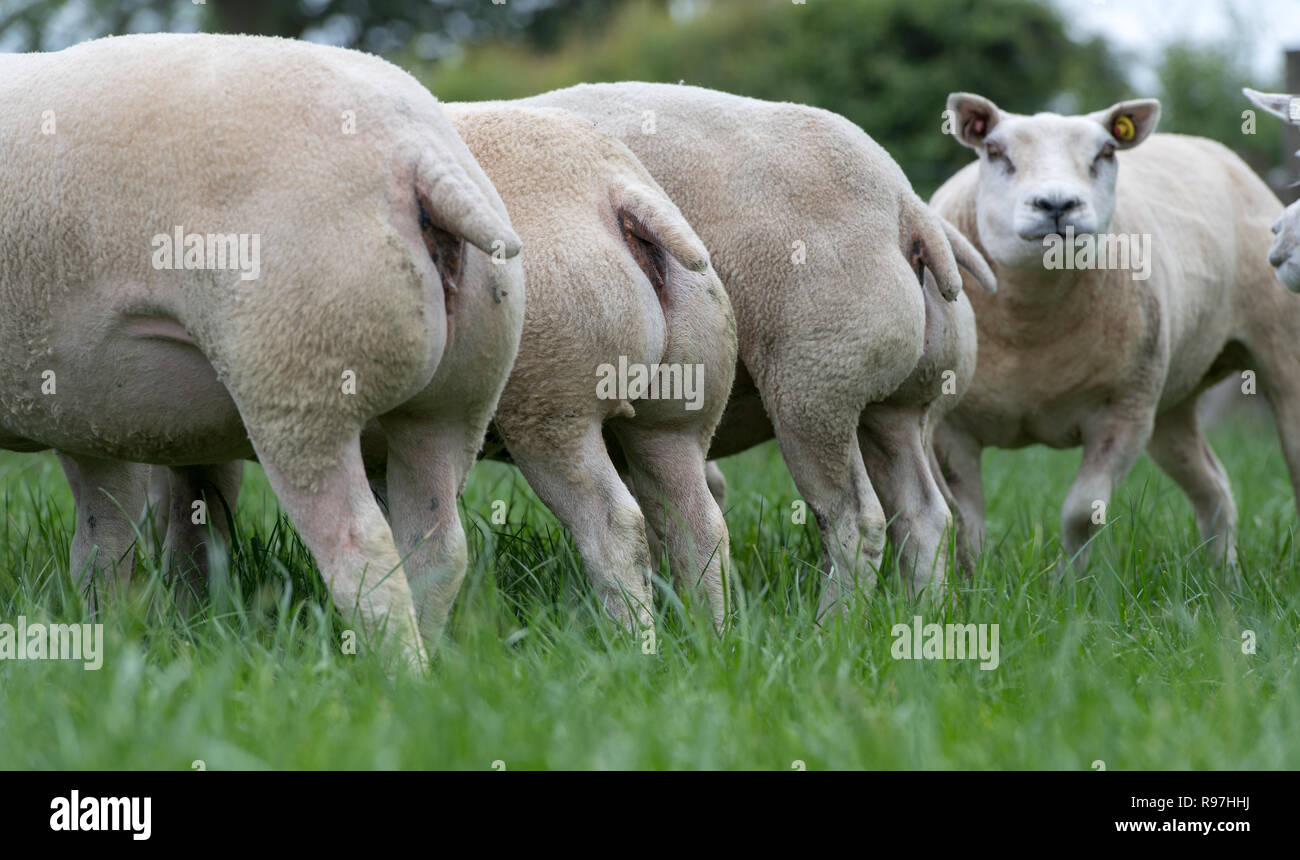 Meaty bottoms of Beltex sheep, North Yorkshire, UK Stock Photo - Alamy
