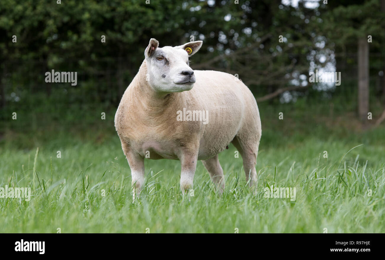 Beltex yearling ewes in pasture, North Yorkshire, UK Stock Photo - Alamy