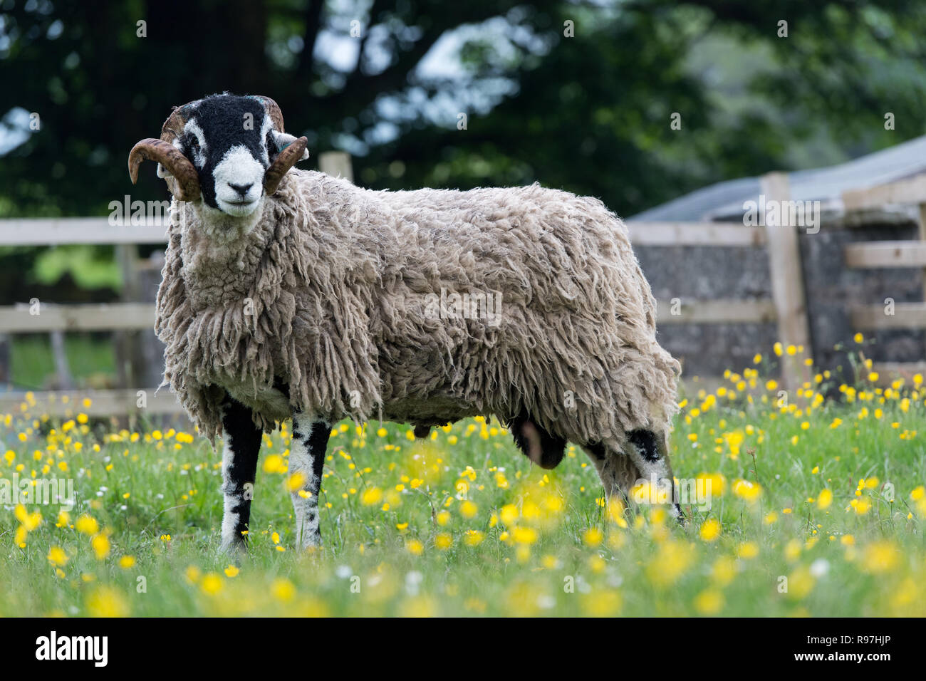 Swaledale ram in traditional upland meadow, early summer, North ...