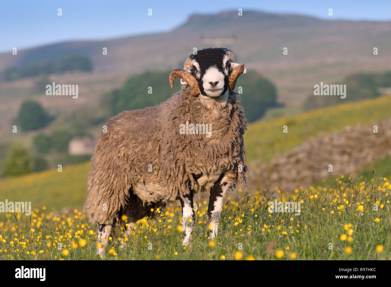 Swaledale ram in traditional upland meadow, early summer, North ...