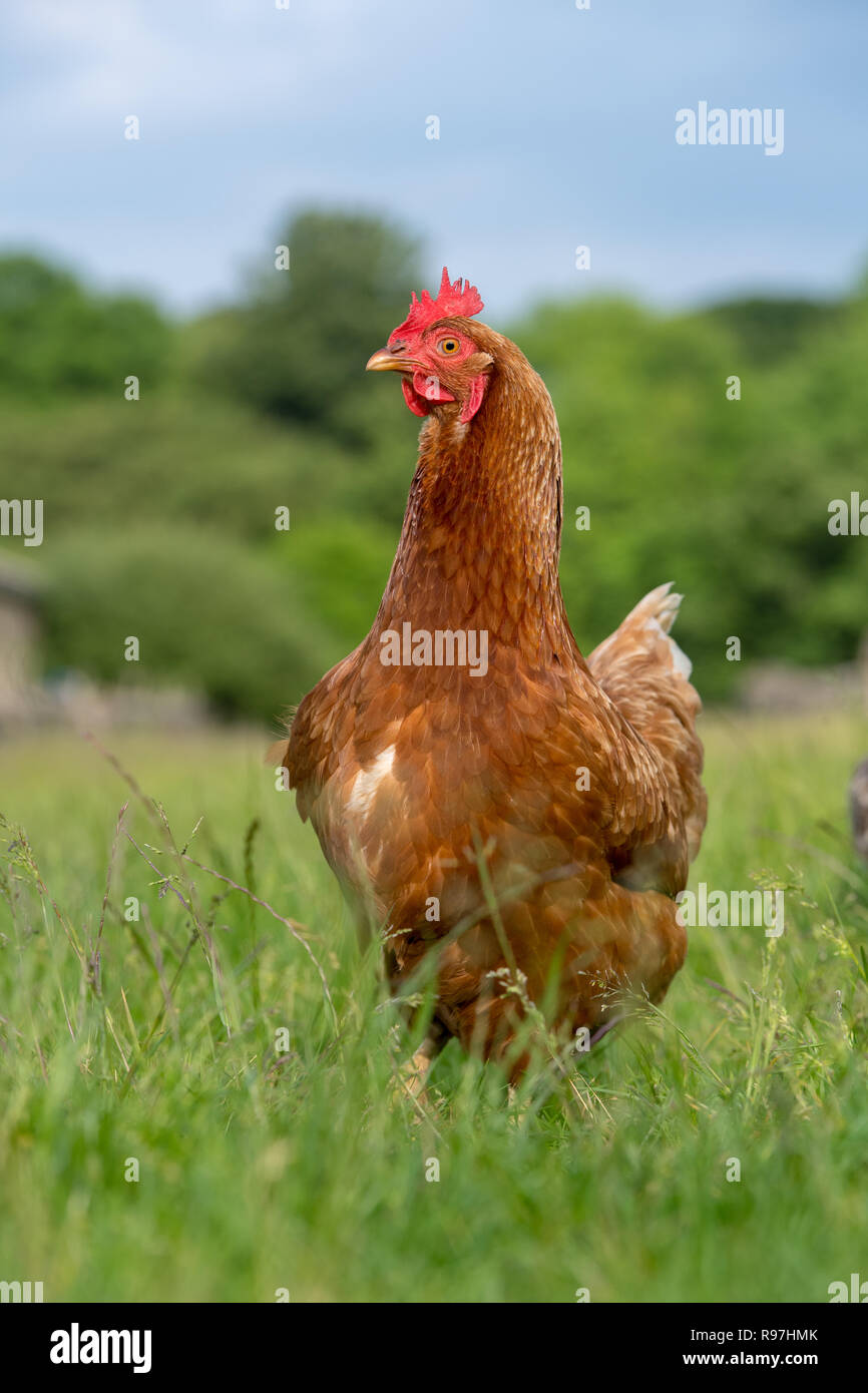 Chicken hens hi-res stock photography and images - Alamy