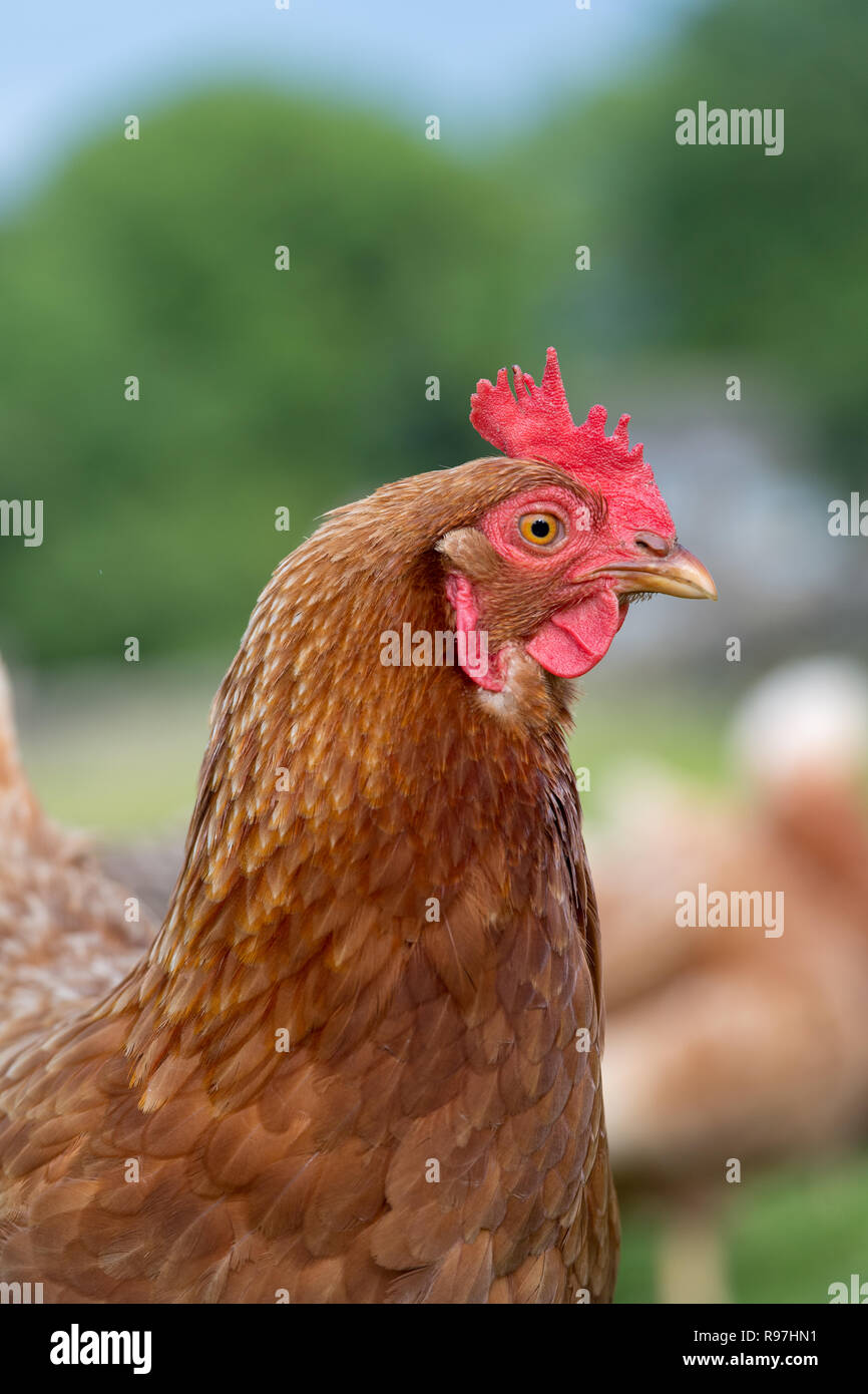 Free range hens foraging around in a field. North Yorkshire, UK Stock ...