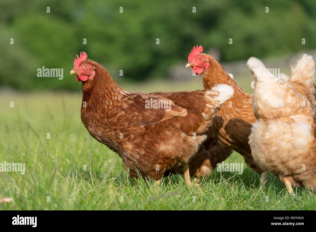 Hens farming hi-res stock photography and images - Alamy