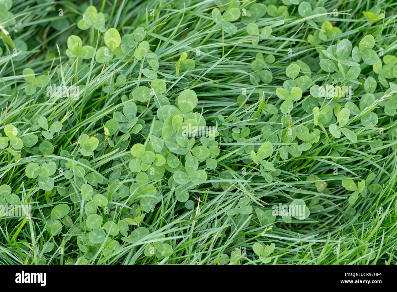 Sward of grass full of clover, vital for healthy grassland Stock Photo ...