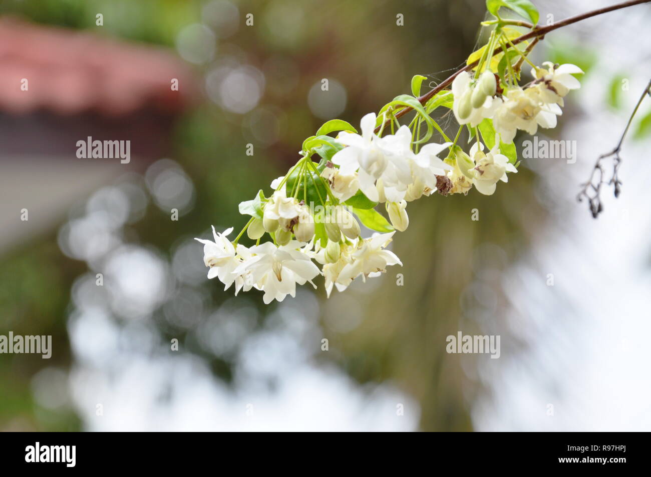 Wild water plum hi-res stock photography and images - Alamy