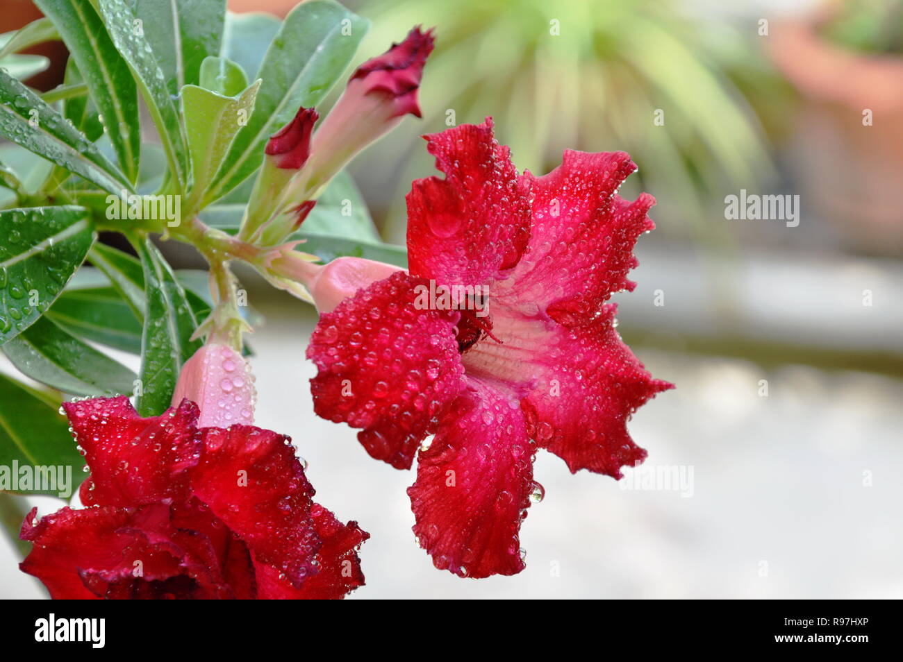 red desert rose blooming in backyard garden Stock Photo - Alamy