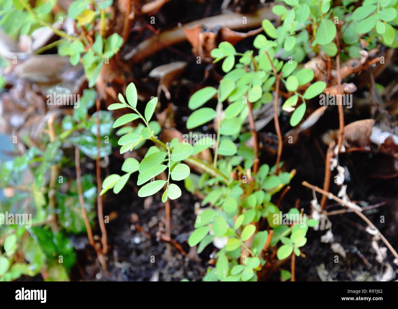 little weed plant grow in forest Stock Photo - Alamy