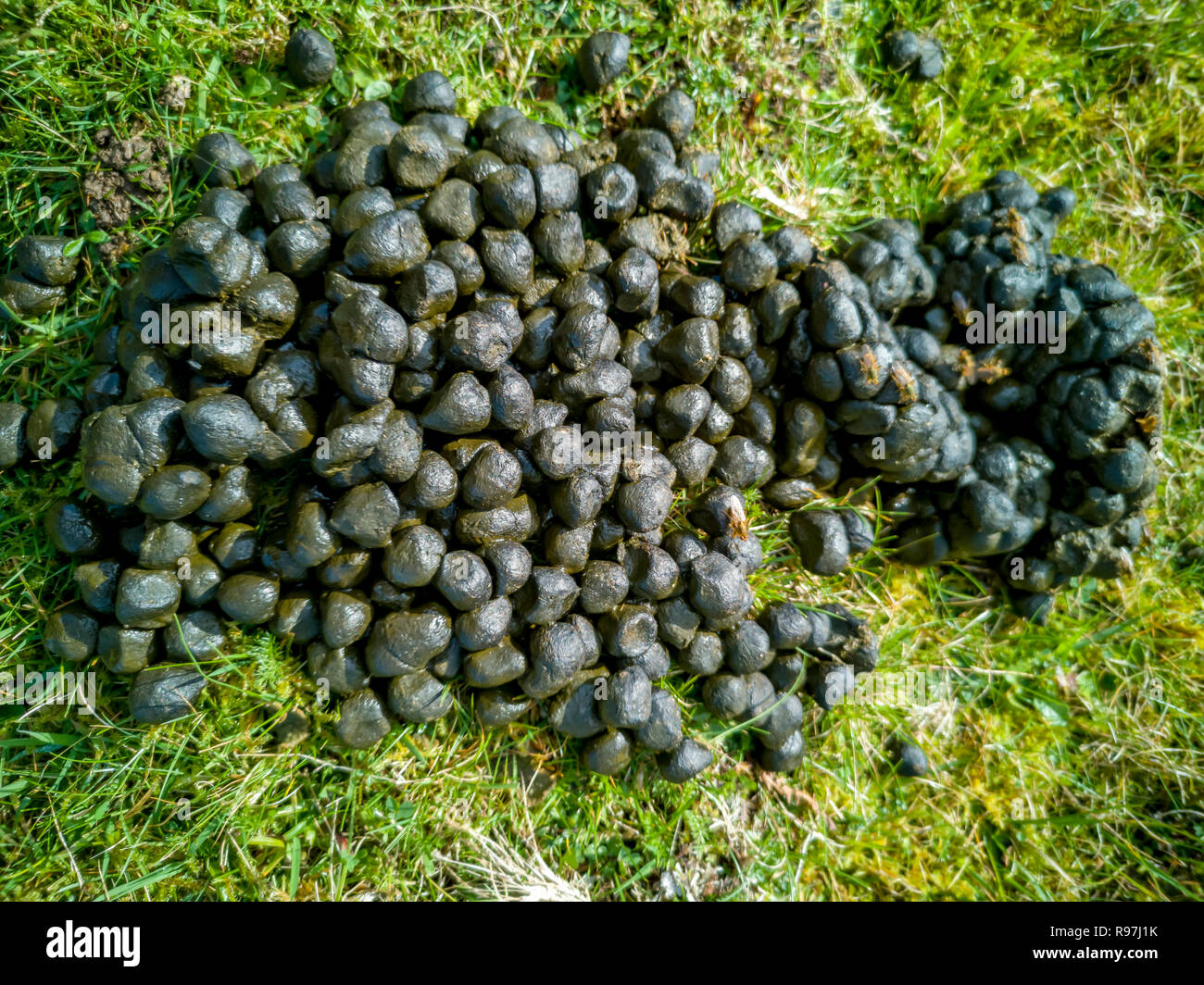 Close up black color goat excrement on a green grass ground Stock Photo ...