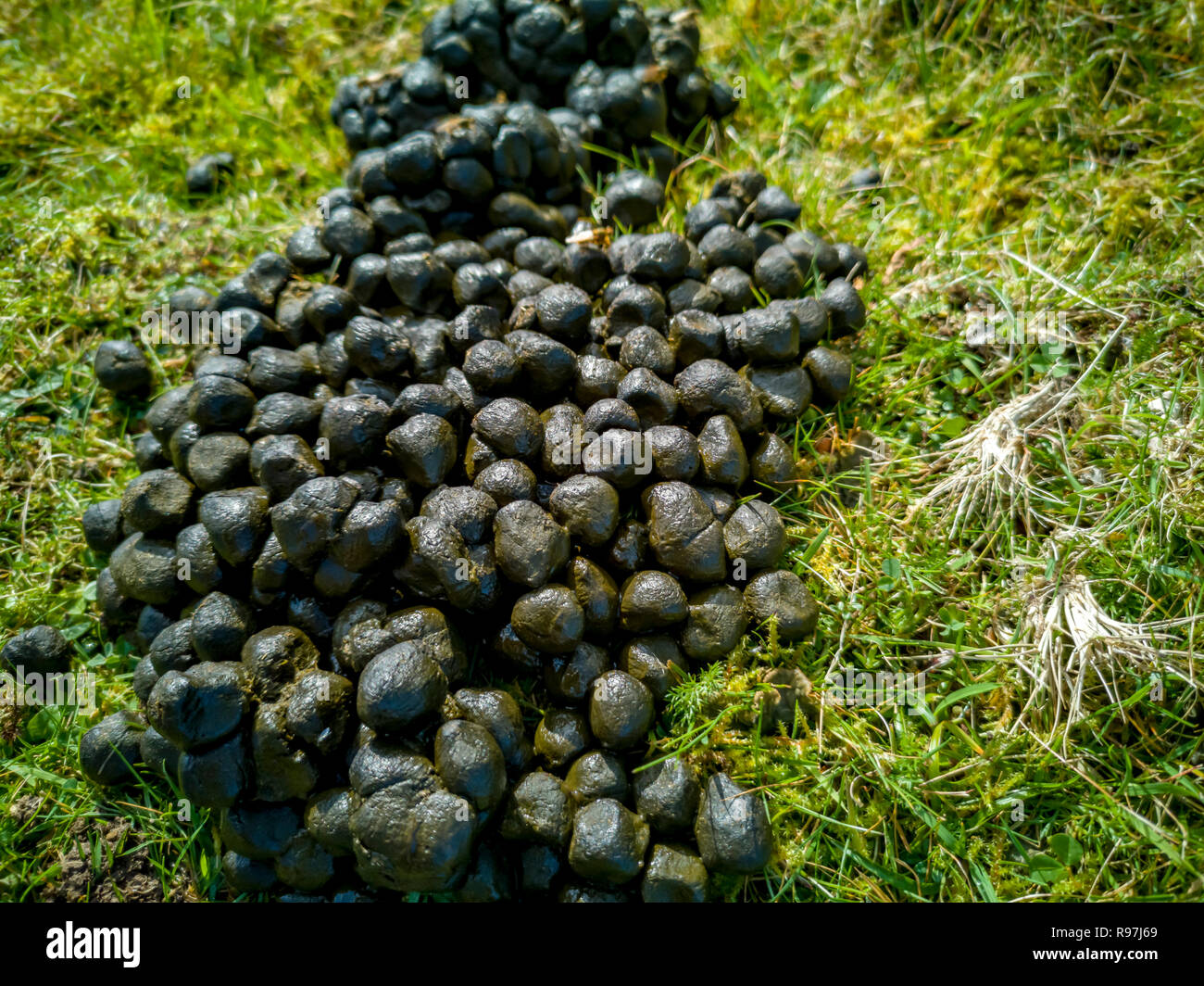 Close up black color goat excrement on a green grass ground Stock Photo ...