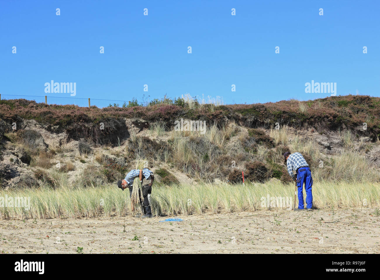 Beach grass marram grass roots hi-res stock photography and images - Alamy