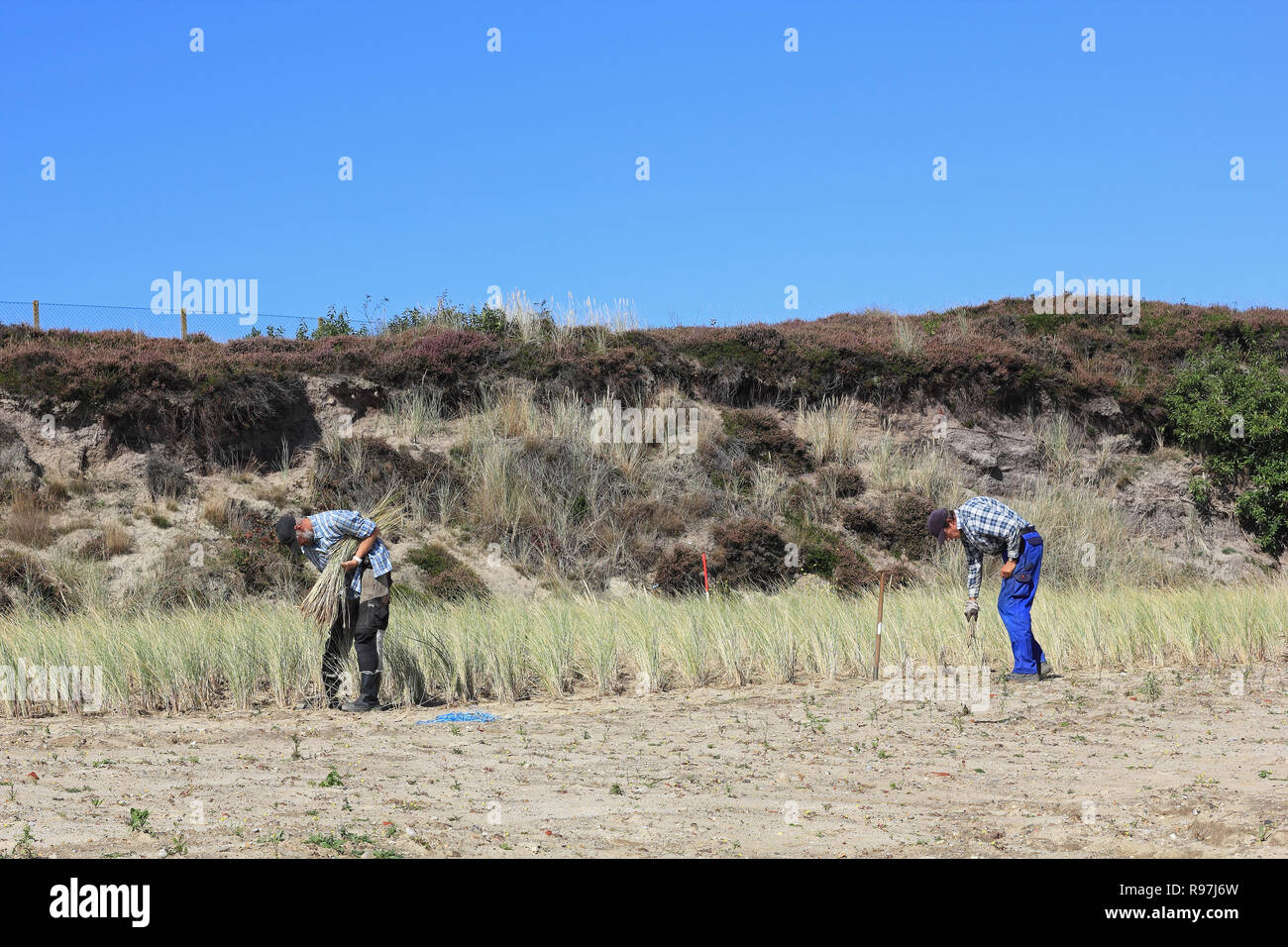 Dune planting hi-res stock photography and images - Alamy