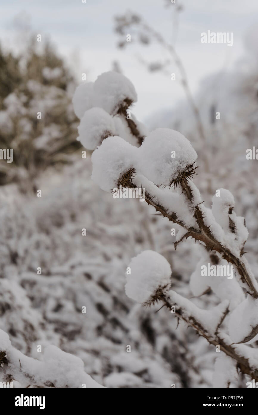 Winter Season in Esquel, Chubut, Patagonia, Argentina Stock Photo - Alamy