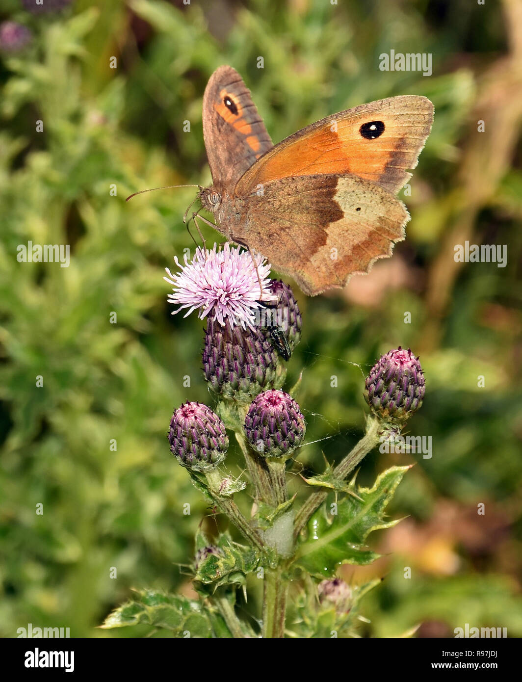 Picture of butterfly hi-res stock photography and images - Alamy