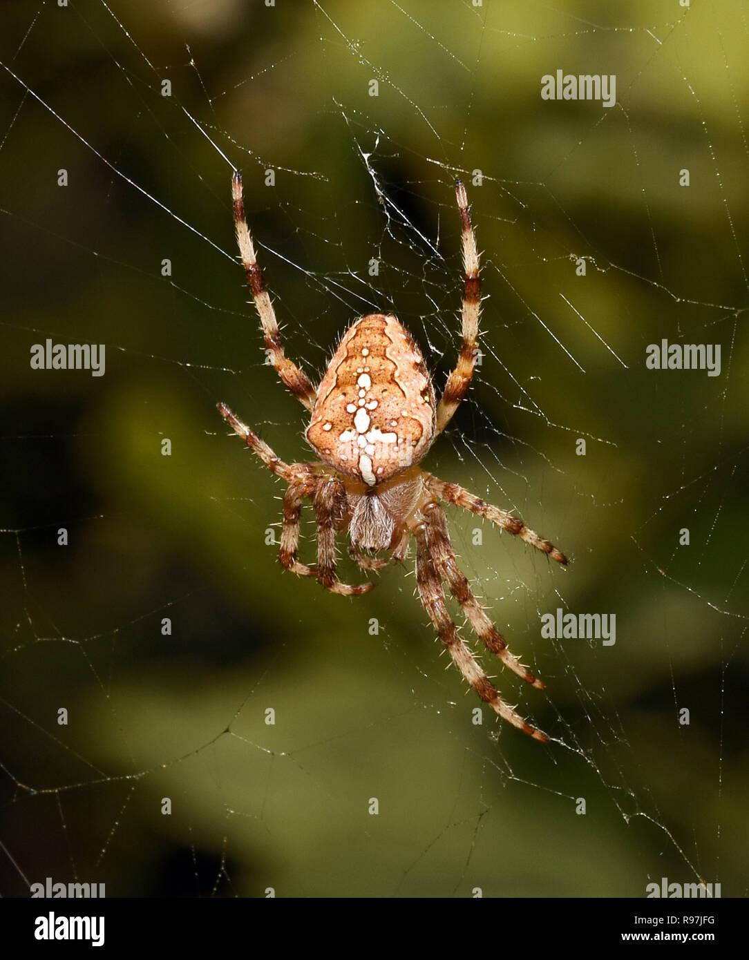 Picture spider hi-res stock photography and images - Alamy