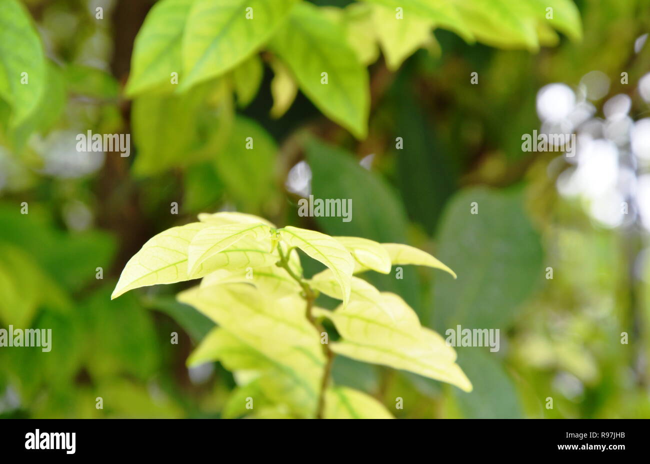 leaf of wild water plum changed color in garden Stock Photo - Alamy
