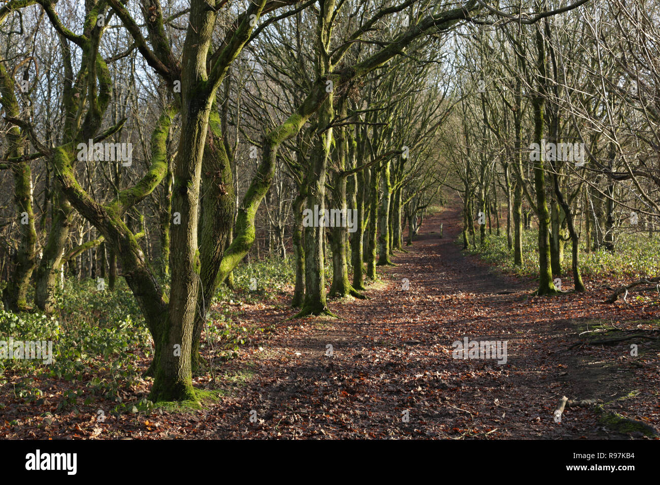 Clent hills winter hi-res stock photography and images - Alamy
