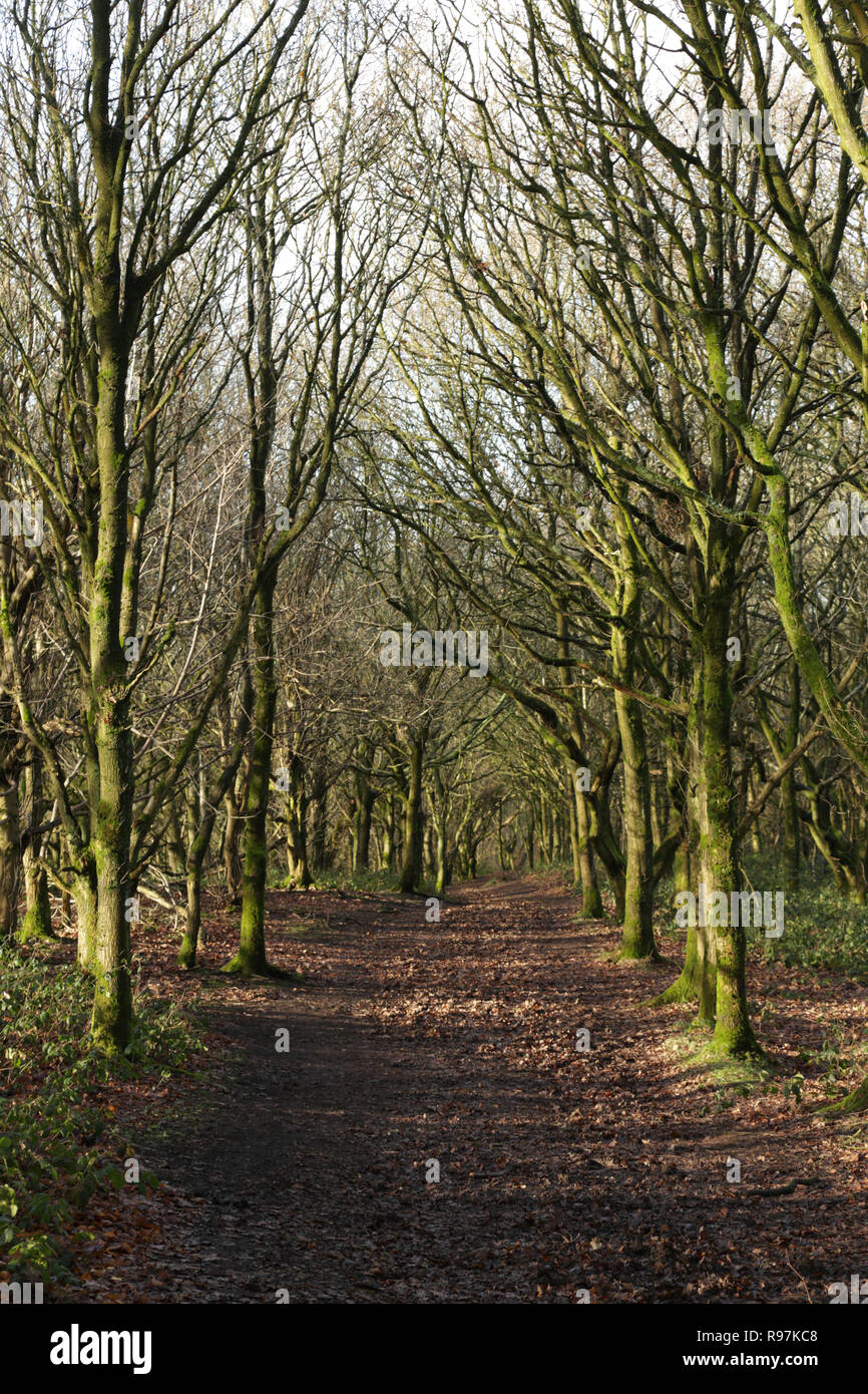 Clent hills winter hi-res stock photography and images - Alamy