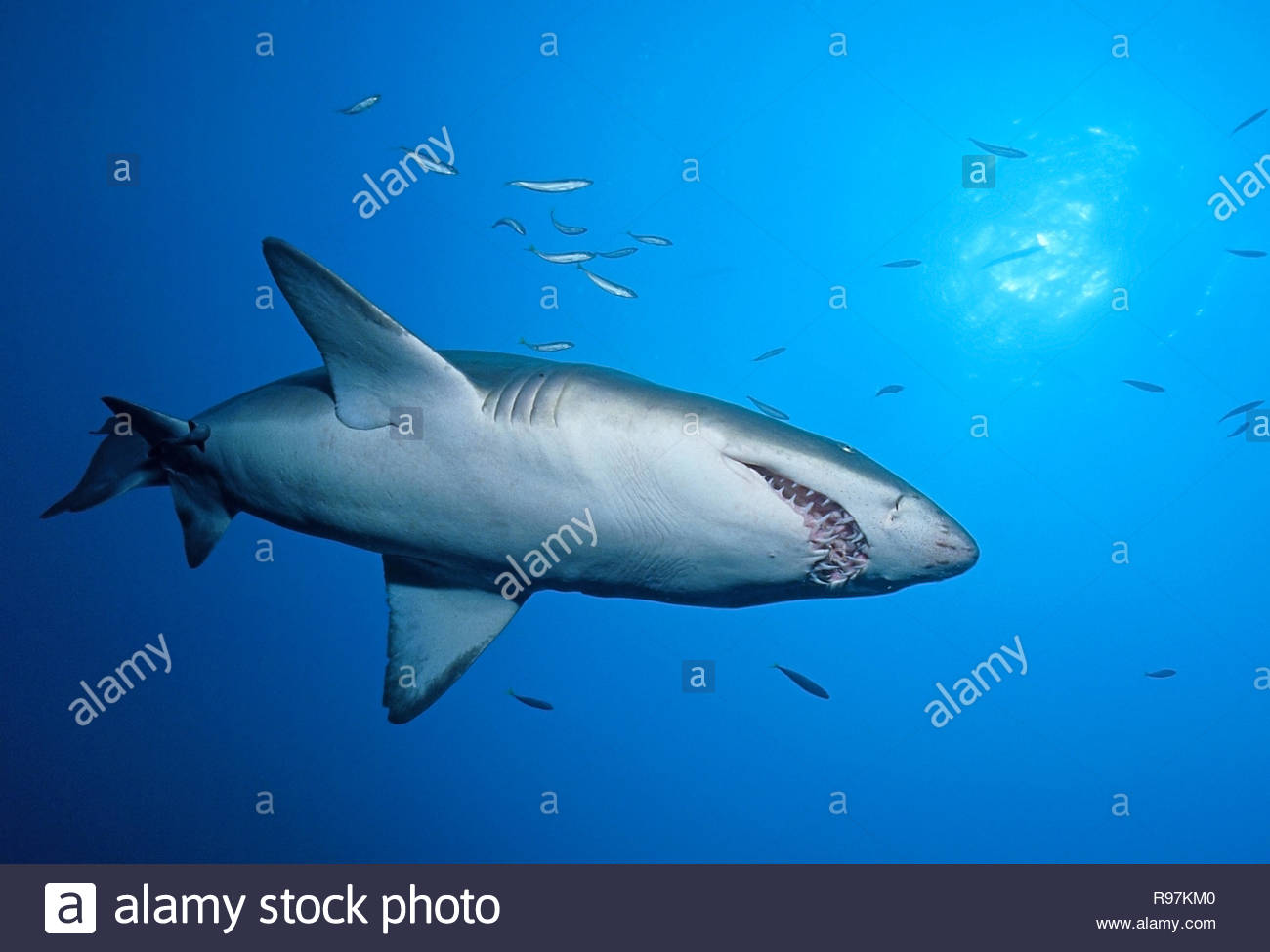 Mackerel Swimming Stock Photos & Mackerel Swimming Stock Images - Alamy