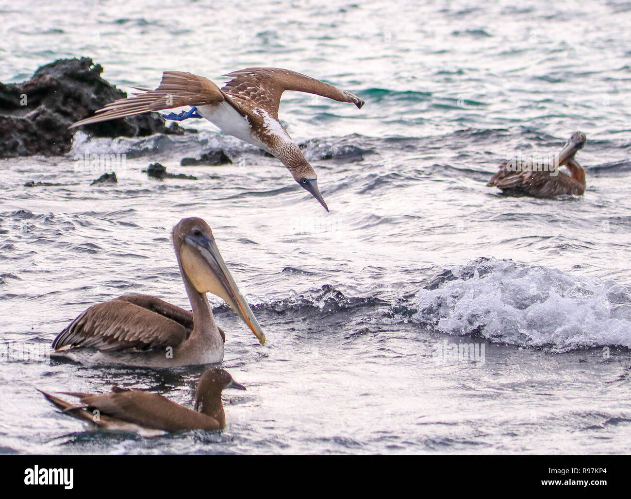 Blue-footed Boobies diving for fish, Isabela Is., Galapagos Stock Photo ...