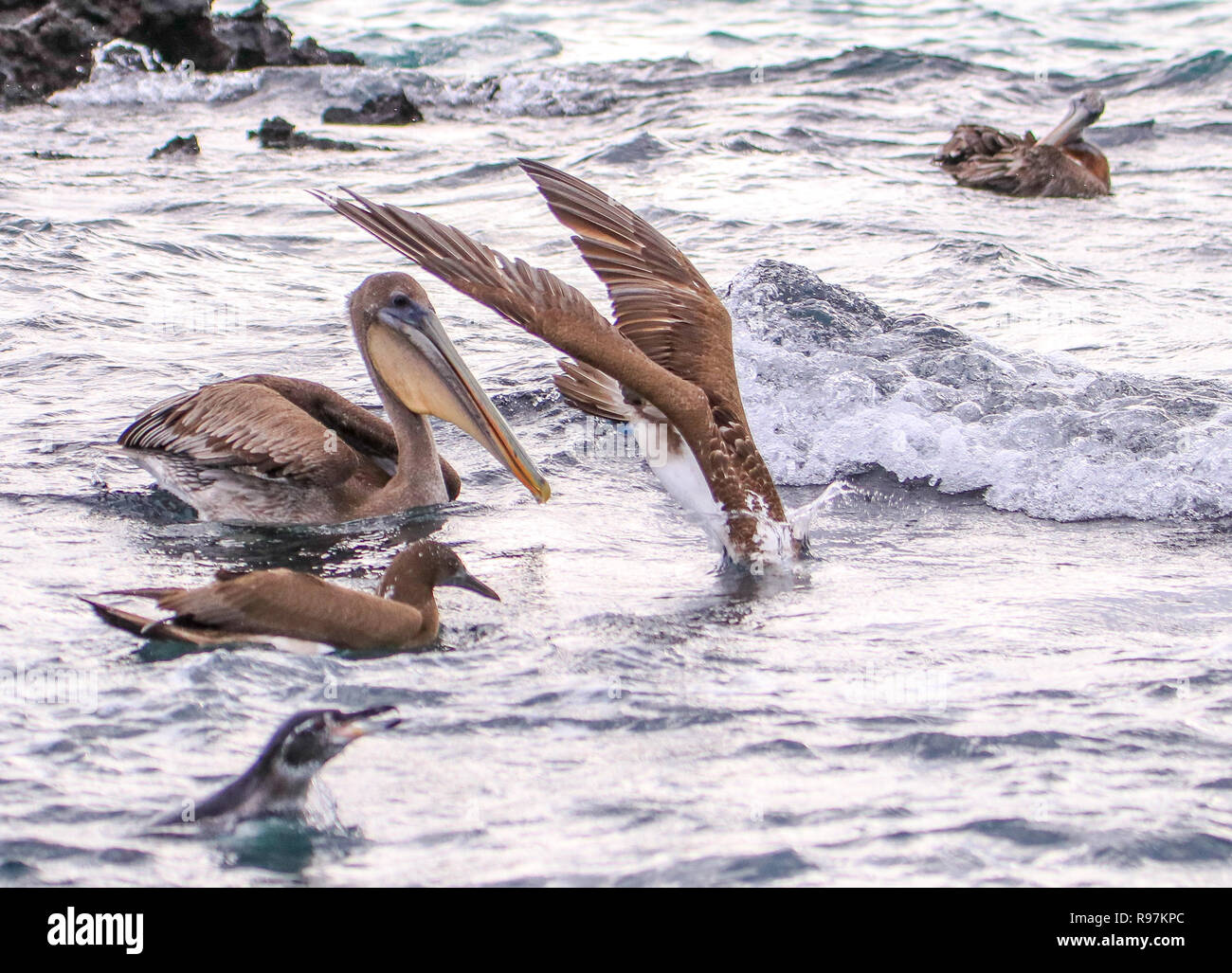 Elizabeth fish hi-res stock photography and images - Alamy