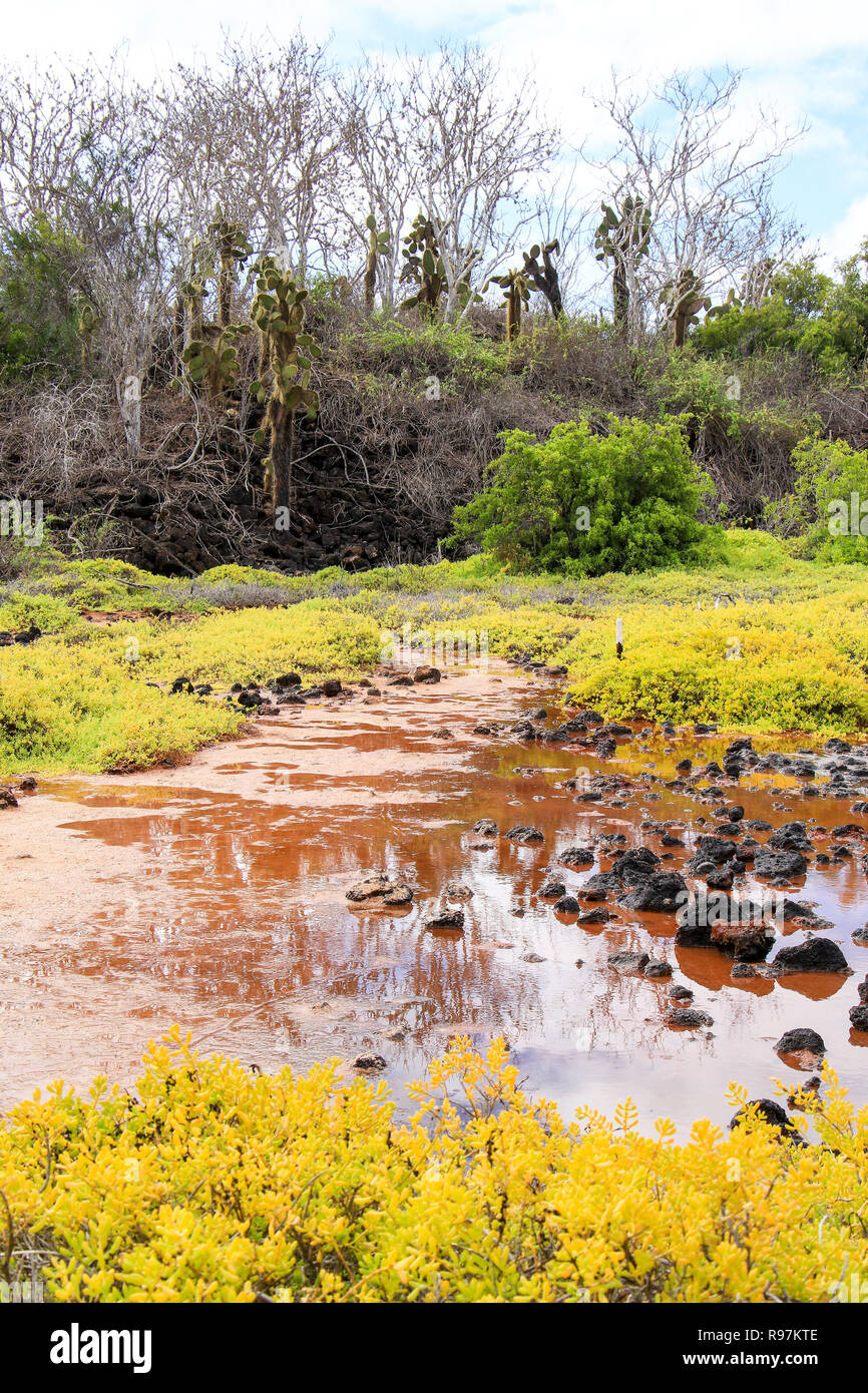 Inland lagoon at Cerro Dragon, Santa Cruz Is., Galapagos Stock Photo ...