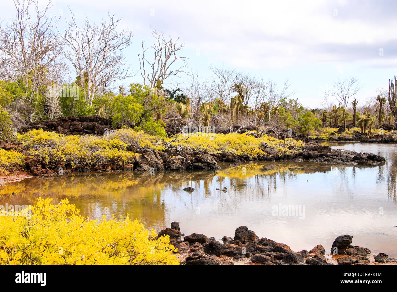 Inland lagoon at Cerro Dragon, Santa Cruz Is., Galapagos Stock Photo ...