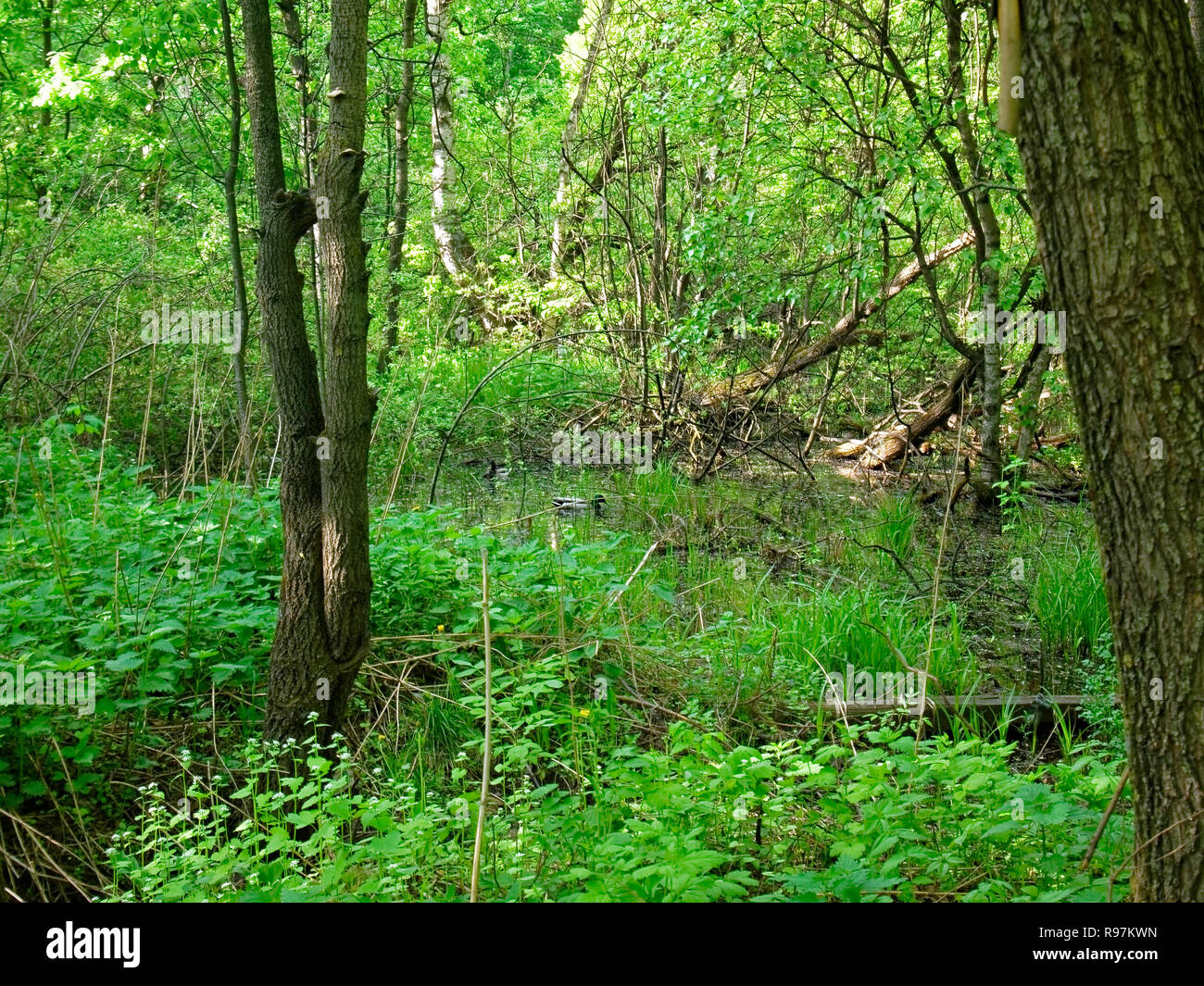 flooded part of the forest in spring, Moscow Stock Photo - Alamy
