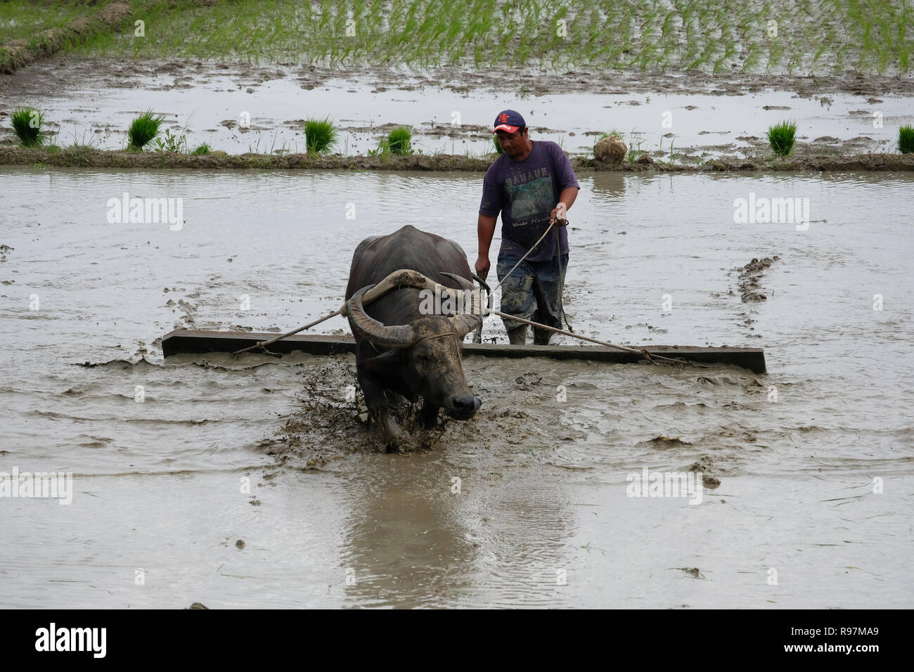 Carabao filipino hi-res stock photography and images - Alamy