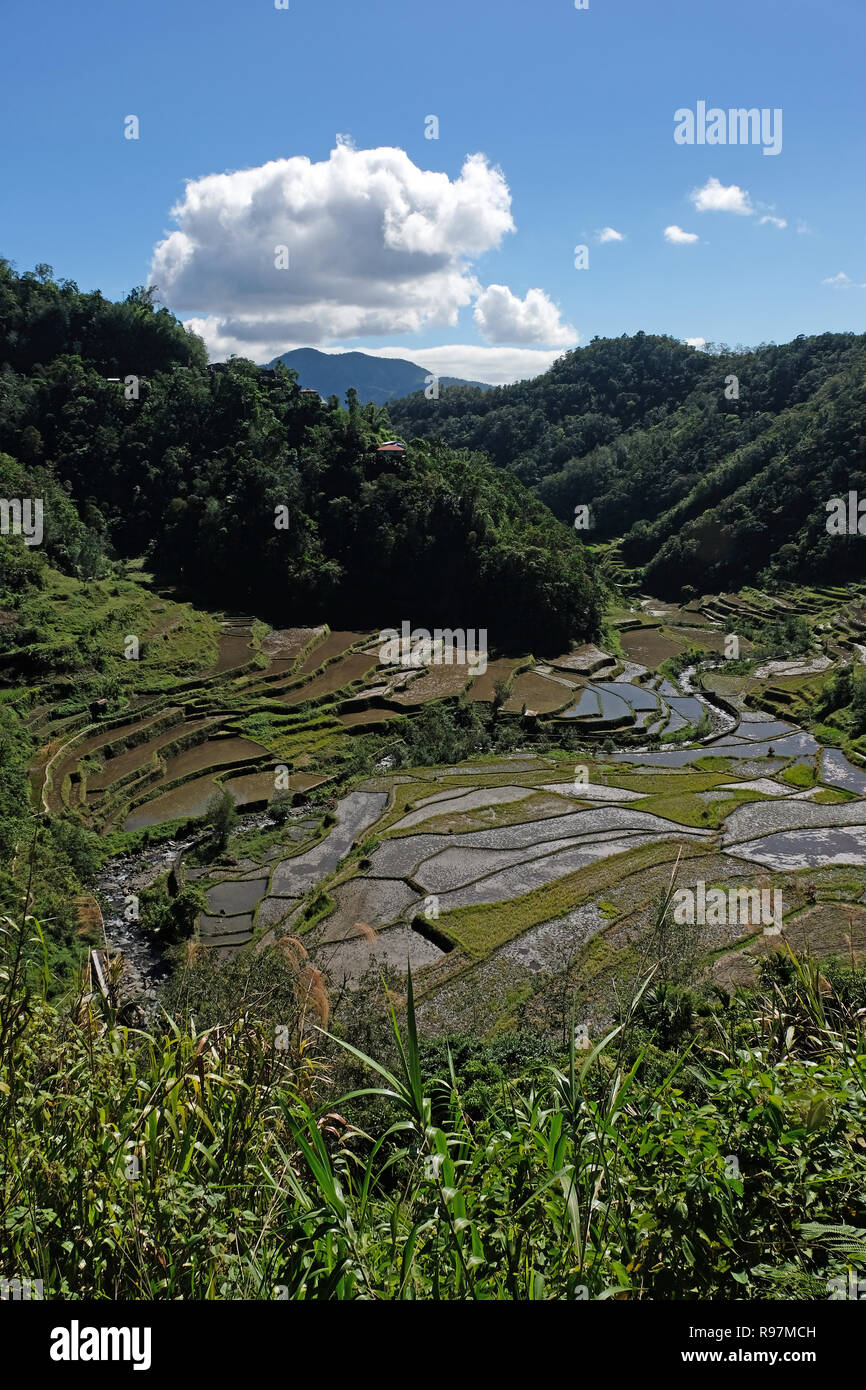 The Banaue Rice Terraces carved into the mountains of Ifugao located ...