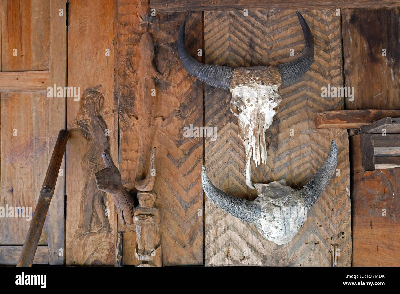 A skull of a Carabao, also known as the Asian Water Buffalo decorating ...
