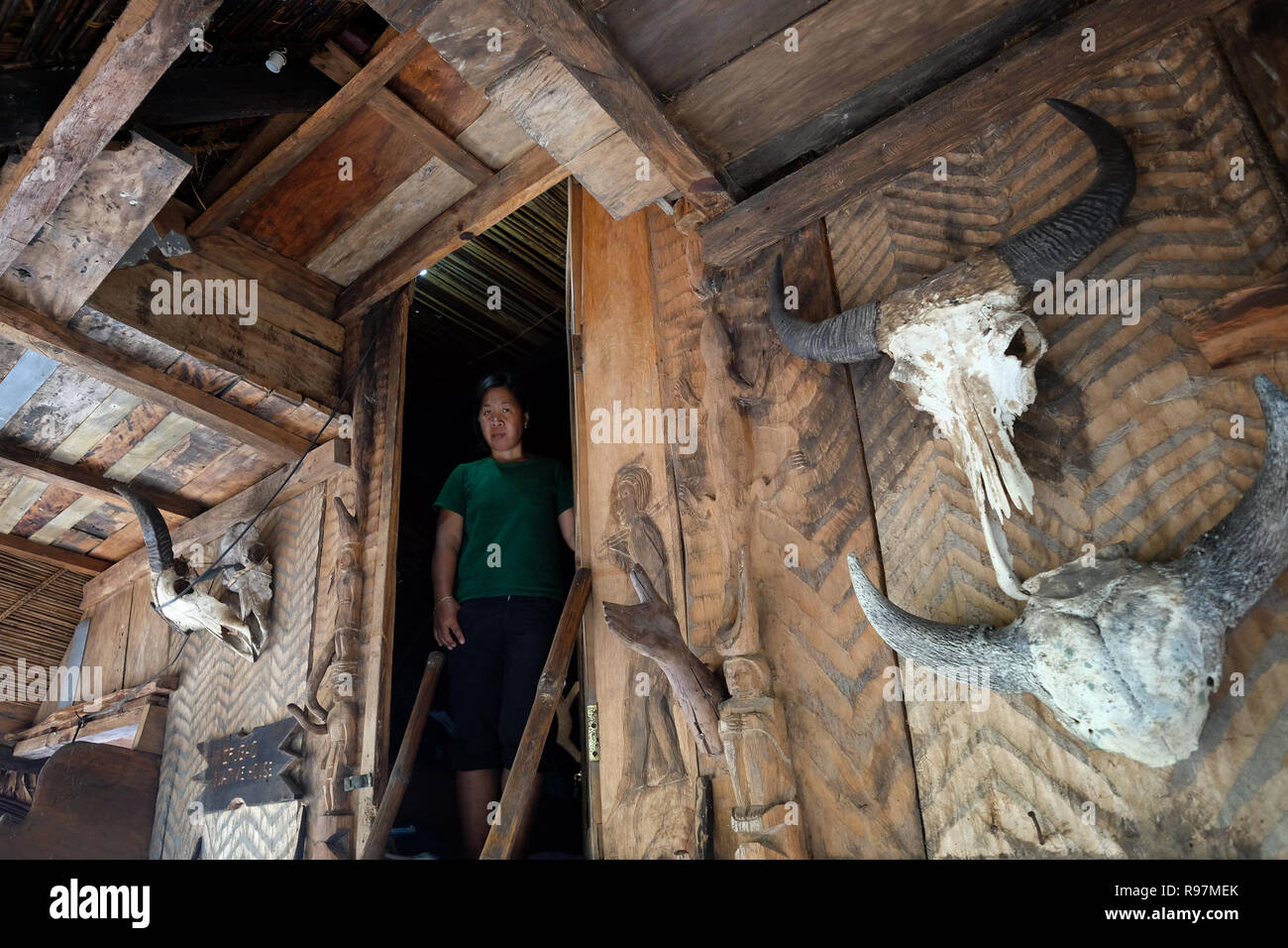 A skull of a Carabao, also known as the Asian Water Buffalo decorating ...